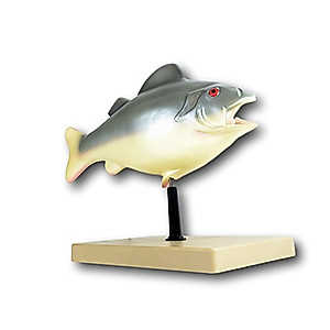 3D Fish Dissection Model, 14" Length