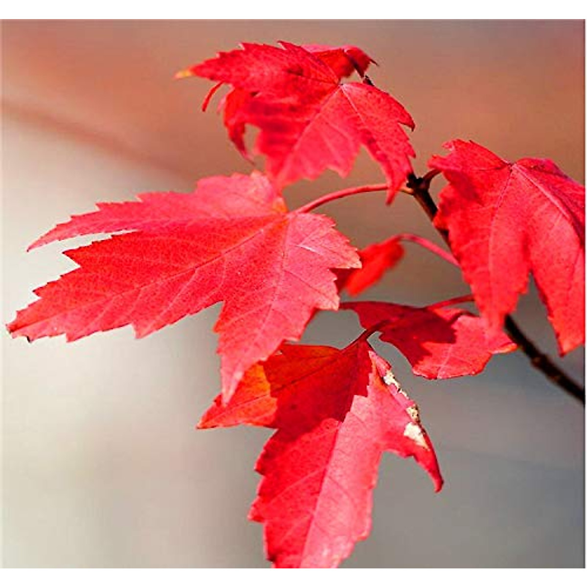 20+ Red Japanese Maple Tree Seeds Bonsai Acer palmatum Small Leaf
