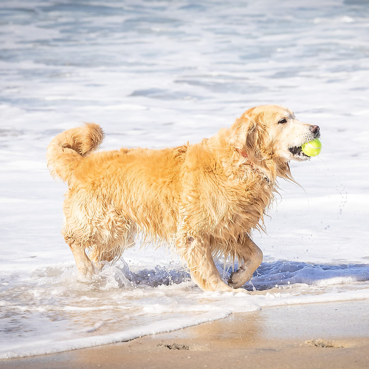 Hyper Pet Tennis Balls for Dogs - 12 Pack 2.5" for Exercise and Fetch, Interactive Toys, Great for Small Breeds