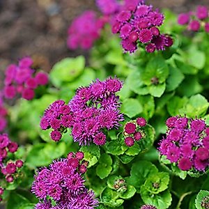 Ageratum Seeds - Red Flint - Packet - Red Flower Seeds, Heirloom Seed Attracts Bees, Attracts Butterflies, Attracts Pollinators, Fragrant, Container Garden