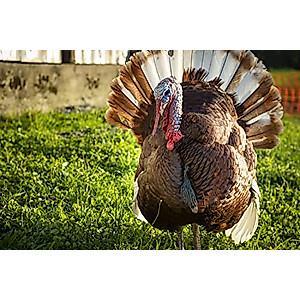 Scratch and Peck Feeds Premium Organic Turkey Grower with Corn - 40-lbs - Non-GMO Project Verified and Certified Organic