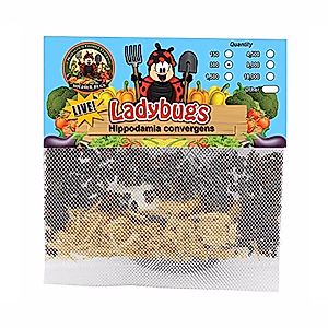 300 Live Ladybugs - Good Bugs - Ladybugs - Guaranteed Live Delivery!