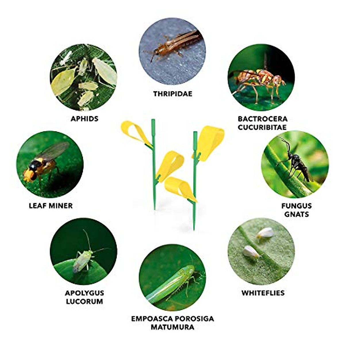 Houseplant Sticky Stakes - Yellow Sticky Traps for Gnats Indoor and Outdoor - Gnat Traps for House Plants (44 Traps)