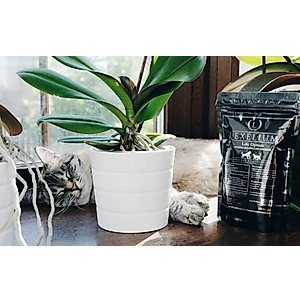 Lexelium Life-Optim Terminal Illness Support Blend for Dogs and Cats | 100% Natural Supplement Powder | Designed to Extend and Improve Quality of Life | 200 Gram Powder Bag