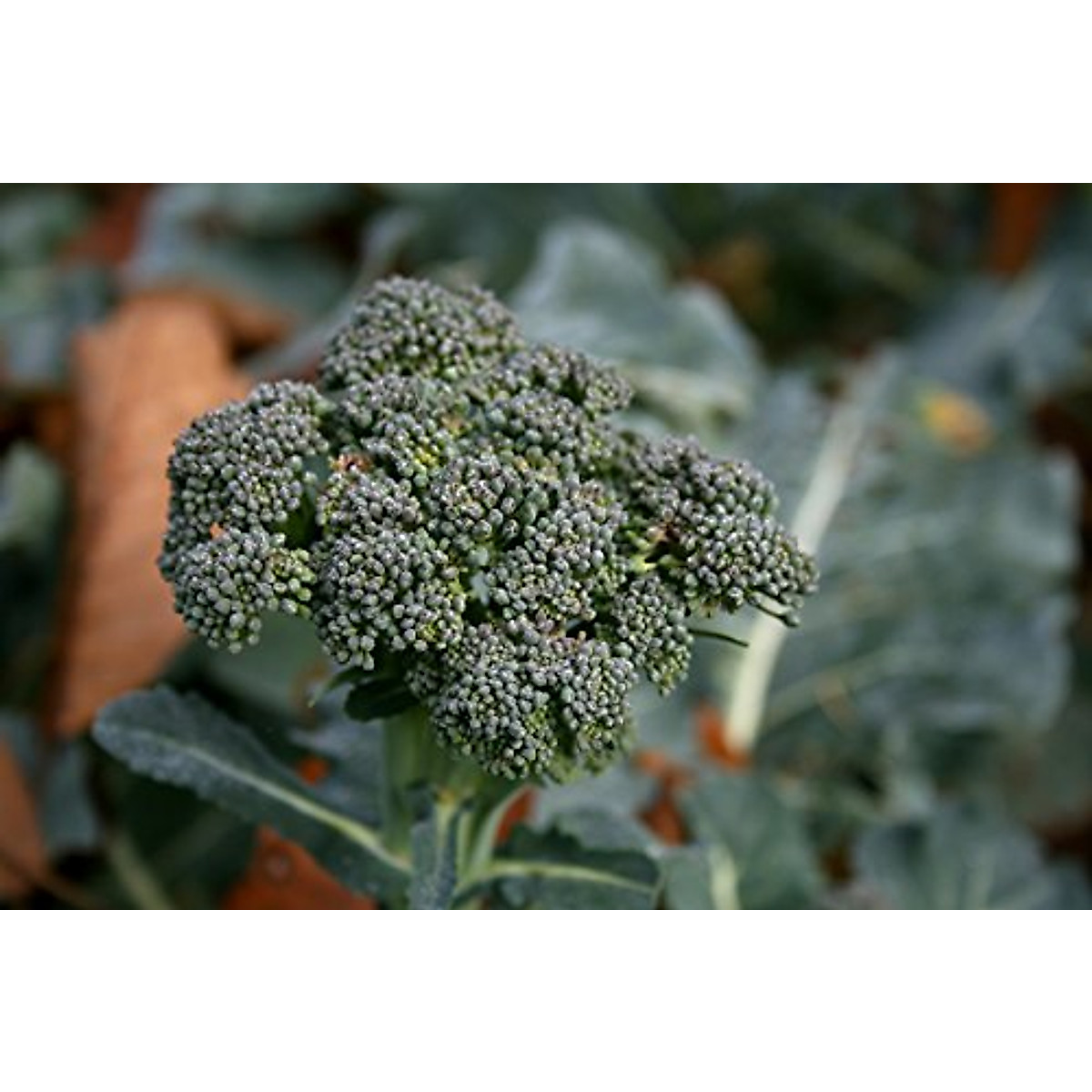 Gaea's Blessing Seeds - Broccoli Seeds - Waltham 29 - Non-GMO with Easy to Follow Instructions Open Pollinated, 94% Germination Rate