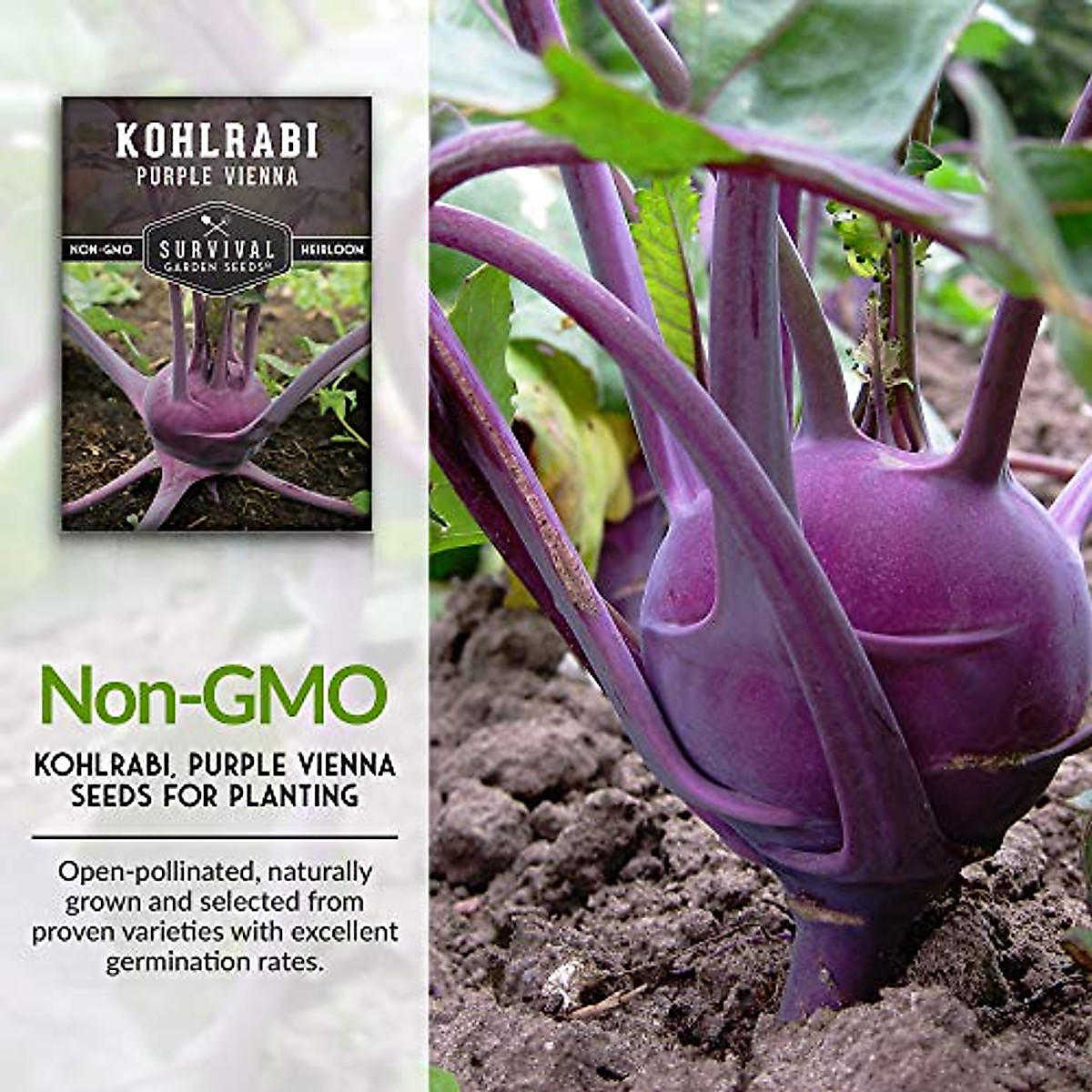 Survival Garden Seeds - Purple Vienna Kohlrabi Seed for Planting - Packet with Instructions to Plant and Grow Unique Cruciferous Vegetables in Your Home Vegetable Garden - Non-GMO Heirloom Variety