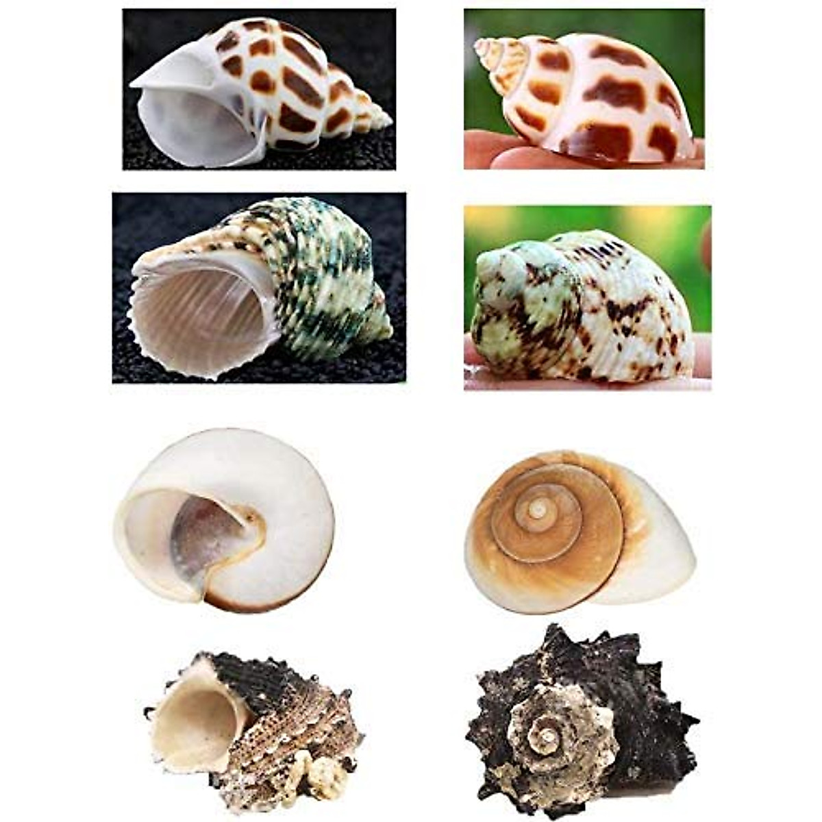 SEAJIAYI Hermit Crab Shells Turbo Shells 4pcs Assorted Turbo Shells Large Opening Size 2" - 4" Handpicked Hermit Crab House…
