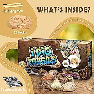 Byncceh Fossil Dig Kit - Educational STEM Science Toys for Kids Ages 6+ - Dig Up 12 Real Fossils & Dinosaur Bones - Digging Activities Kits - Paleontology, Discovery Gifts for Boys & Girls