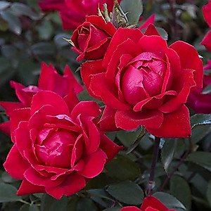 Root 98 Warehouse Knockout Double Red Rose, 1g