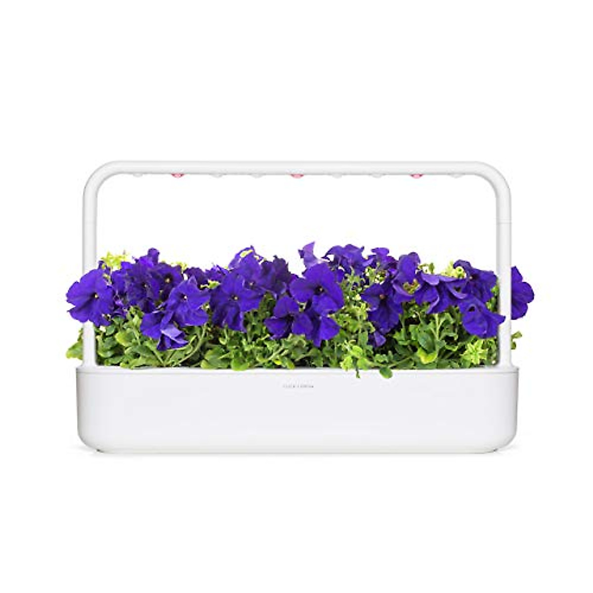 Click and Grow Smart Garden Blue Petunia Plant Pods, 3-Pack