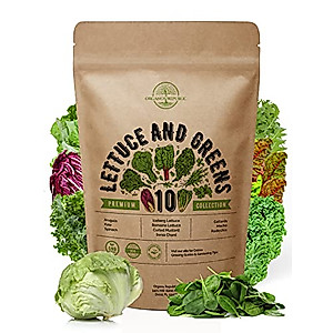 10 Lettuce & Salad Greens Seeds Variety Pack 4800+ Non-GMO Heirloom Lettuce Seeds for Planting Indoors & Outdoors Garden, Hydroponics - Arugula, Radicchio, Kale, Spinach, Swiss Chard, Lettuce & More