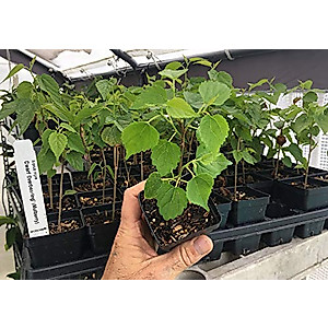Dwarf Everbearing Mulberry Plant - Morus nigra - Live Plant