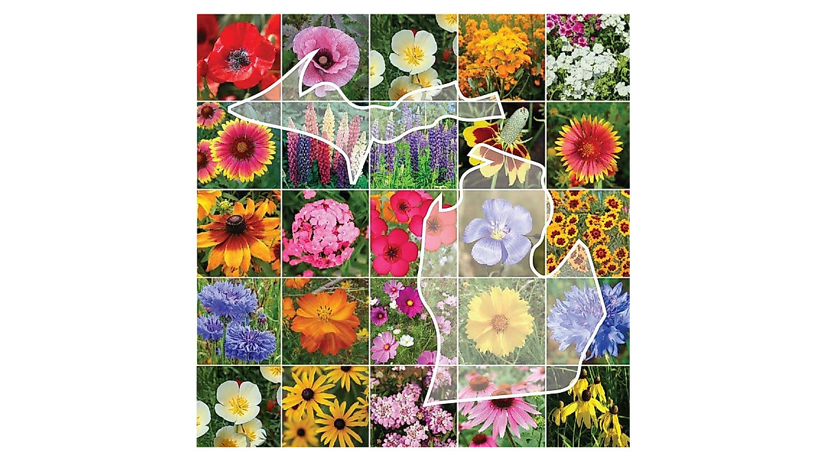 Michigan Wildflower Seed Mix - Easy to Grow Pollinator Garden
