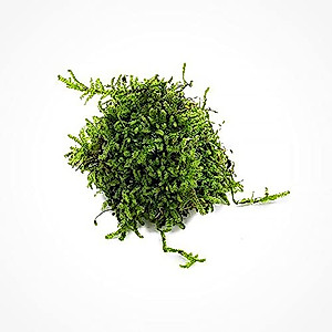 SubstrateSource Christmas Moss Live Aquarium Plant - Freshwater Fish Tank Decorations for Natural Aquatic Décor (Golf Ball)