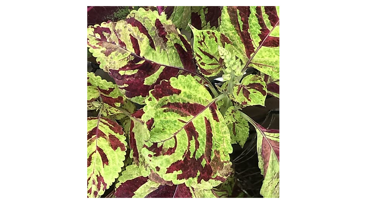 Wizard Mosaic Coleus Seeds - Easy to Grow Colorful Plants