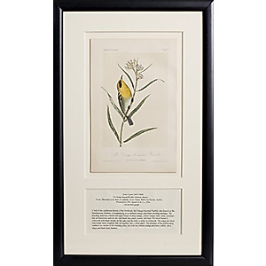 The Orange-breasted Warbler