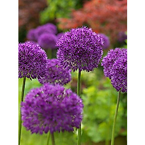 10 Dark Purple Allium Bulbs - Force Indoors Now - Blooming Onion Flowering Perennial Garden Flower