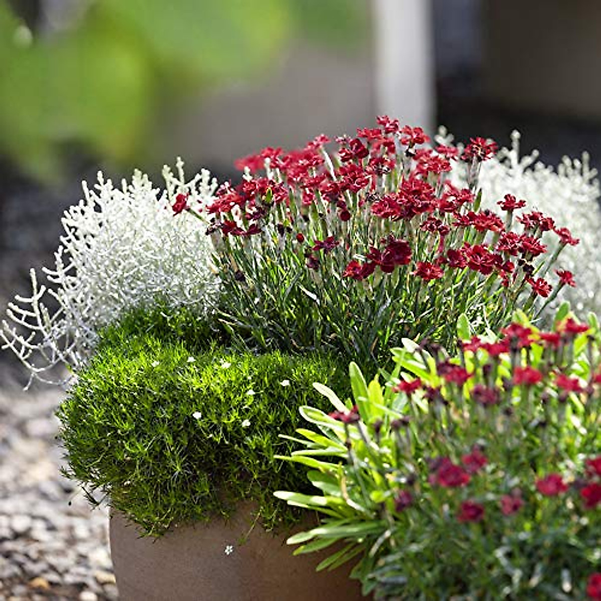 Outsidepride 5000 Seeds Perennial Irish Moss Low Growing, Mat Forming, Ground Cover Seeds for Planting