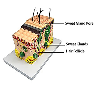 Veipho Skin Anatomy Model, 35X Enlarged Human Skin Layer Structure Anatomical Model with Stand and Hair for Teaching