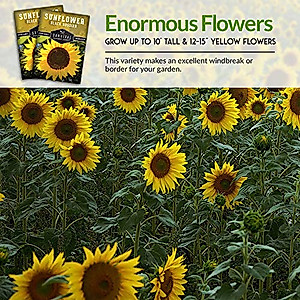 Survival Garden Seeds - Black Russian Sunflower Seed for Planting - Packet with Instructions to Plant and Grow Flowers for Oil or Bird Feed in Your Home Vegetable Garden - Non-GMO Heirloom Variety