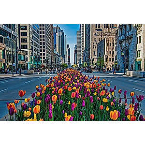 Tulips on Michigan ave
