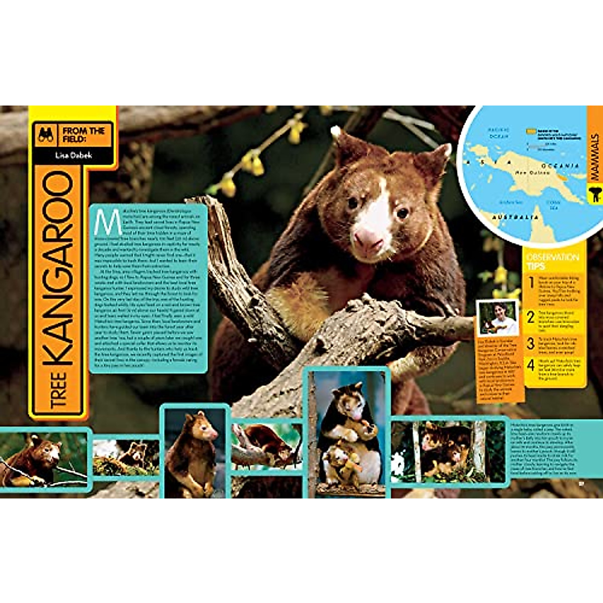 National Geographic Kids Animal Encyclopedia, 2nd Edition: 2,500 Animals with Photos, Maps, and More!