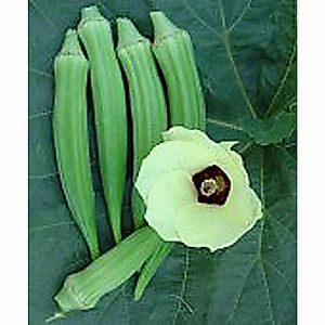 Perkins Dwarf Long Green Okra Seeds (20+ Seeds) | Non GMO | Vegetable Fruit Herb Flower Seeds for Planting | Home Garden Greenhouse Pack