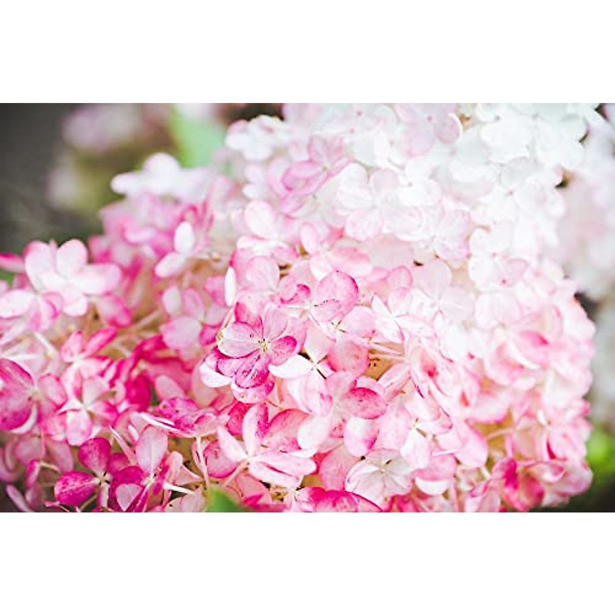 VANCEFELKEL 60+ Vanilla Strawberry Hydrangea Seeds for Planting - Strawberry Sundae Hydrangea Tree Seeds to Plant - Pink Hydrangea Flowers Tree Bush Plants Seeds Planting in Pot/Outdoors/Bonsai