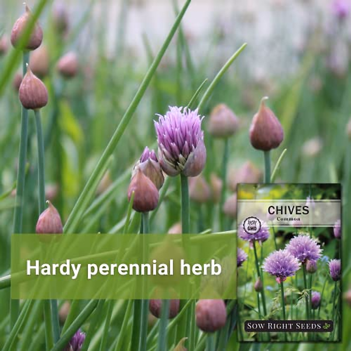 Sow Right Seeds - Chives Seed for Planting - Non-GMO Heirloom; Instructions to Plant and Grow Kitchen Herb Garden, Indoor or Outdoor; Great Garden Gift (1)