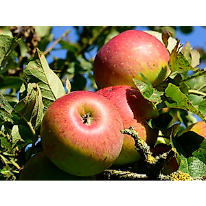 5 Honeycrisp Apple Seeds Fruit Tree for Your Garden Planting Outdoors, Tropical Fruit Sweet Heirloom Seeds Vine