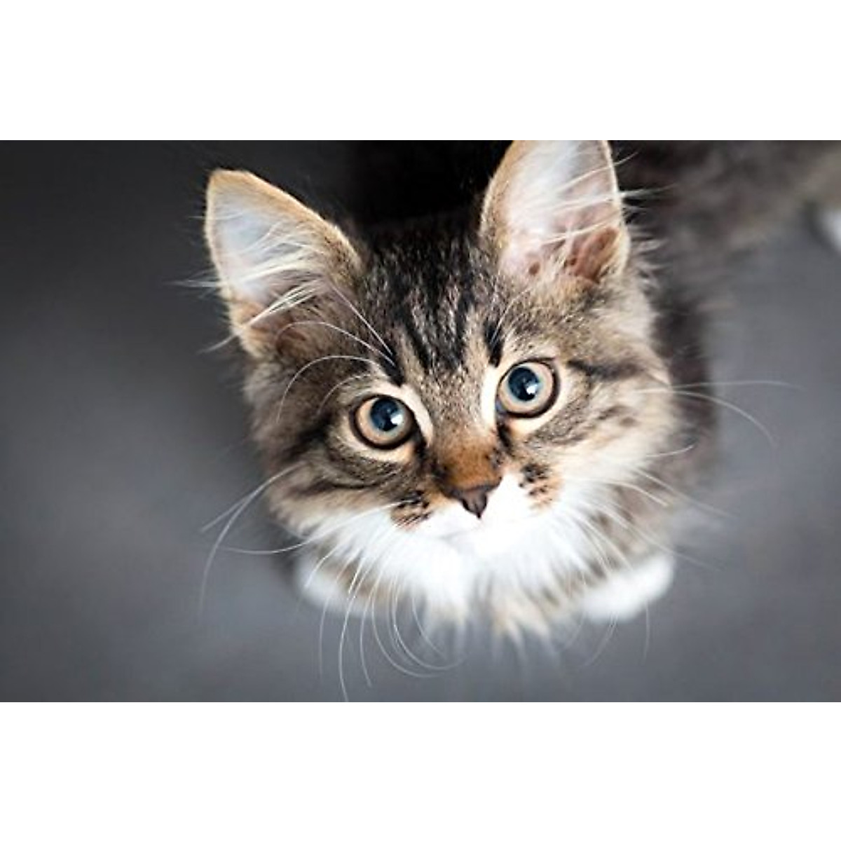 PET SUPPLEMENTS cat Liver Support - Cats Ultra Vitamins - Premium Vitamins and Minerals - CHEWABLE - Vitamin c for Cats - 1 Bottle (90 Chews)