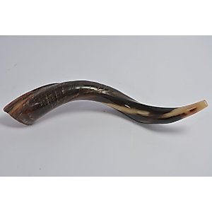 Sale Shofars Kosher Yemenite Kudu Horn Half Polished Shofar Size 20"-24", Includes Shofar Odor Spray and Comprehensive Shofar Blowing Guide From Israel