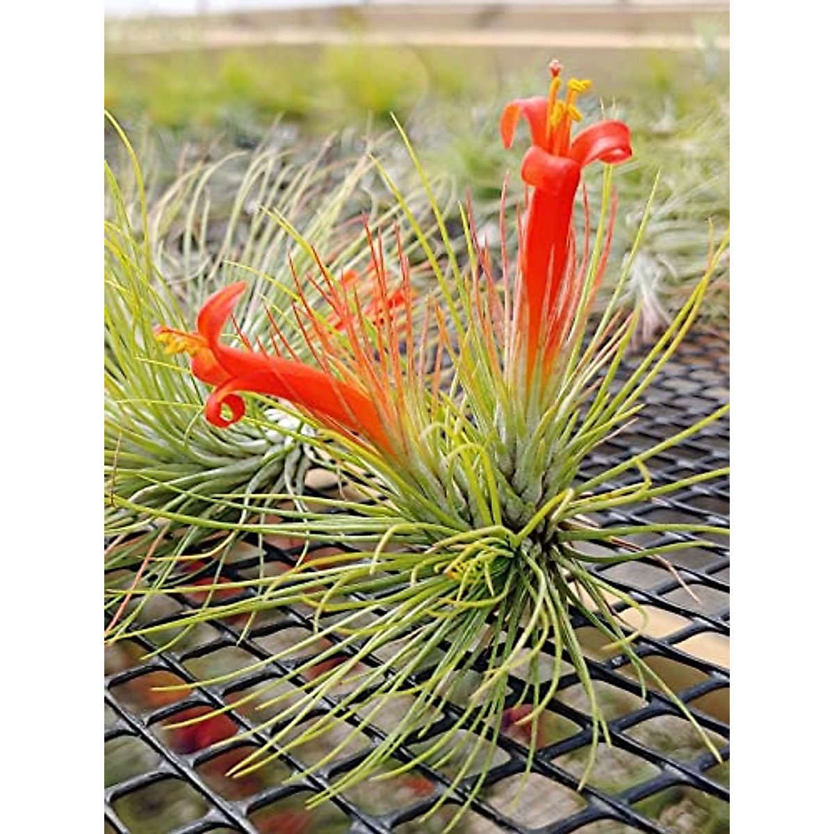 The Drunken Gnome AIR Plants – Andreana – 3 Pack - air Purifying Flowering Tillandsia for Terrarium, Fairy Garden Starter kit, Home Office, Indoor Outdoor, Corporate Gift (3 Pack)