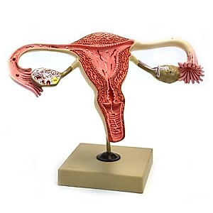 Eisco Labs Model, Human, Female Reproductive, Ovary