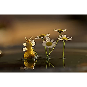 Nikon NIKKOR Z MC 105mm f/2.8 VR S