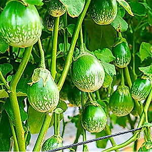 QAUZUY GARDEN 50 Thai Green Eggplant Seeds Heirloom Round Thai Baby Eggplant - Prolific & Fast-Growing - Tasty Tropical Exotic Asian Vegetable for Garden Home Outdoor
