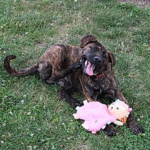 SPOT Soothers- Tabbie Lambie Dog Toy-Separation Anxiety Toys for Dogs, Stuffing Free, Scented with Calming Lavender Fragrance Beads to Safely Calm and Relax Dogs and Puppies, 12in