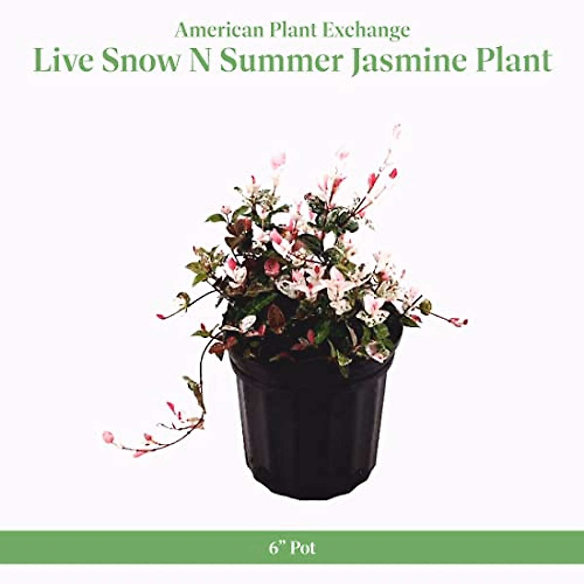 American Plant Exchange Snow & Summer Jasmine - Fragrant White Blooms, Climbing Vine, Ideal for Trellises, Gardens, and Patio Decor