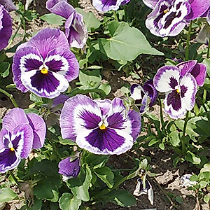 Pansy Seeds Viola Wittrockiana Perennial Fragrant Evergreen Deer Resistant Bed Border Edging Container Otdoor 250Pcs Mixed Colors Flower Seeds by YEGAOL Garden