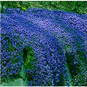 200pcs Creeping Thyme Bonsai, Rare Color Rock CRESS Plant Perennial Ground Cover Flower Natural Growth for Home Garden - (Color: Colour Mix)