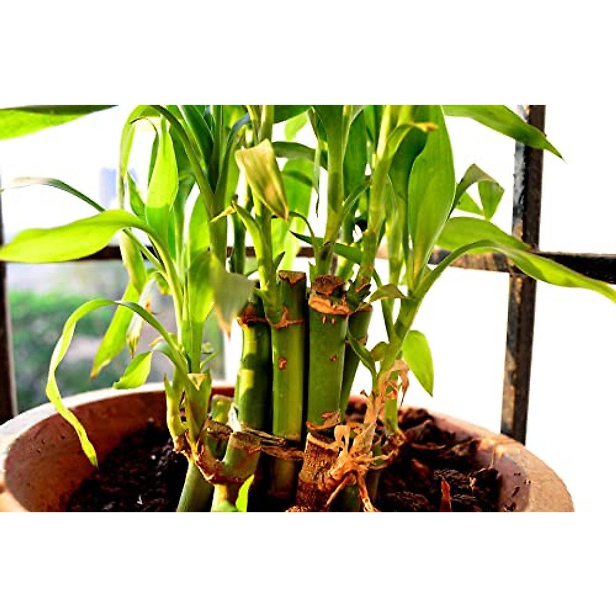 Bamboo Bonsai Plant Potting Soil Mix Peat Moss & Perlite (½ Gallon / 2 quarts). Repot Ficus, Lucky Bamboo Soil