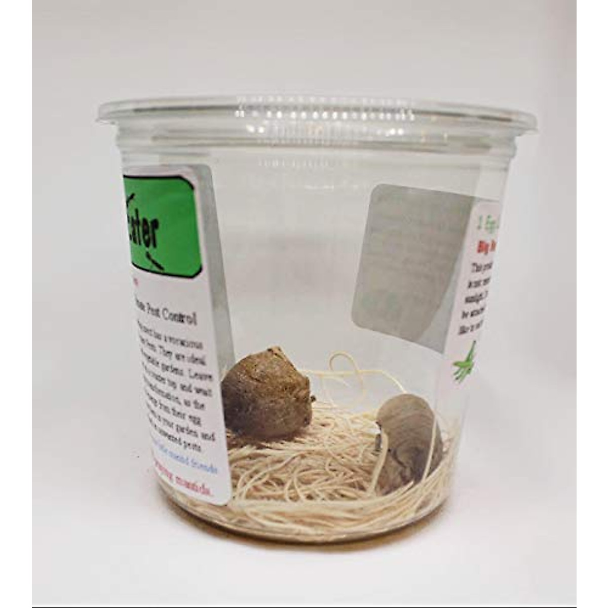 Two Extra Large Praying Mantis Ootheca Egg Cases + Clear Hatching Incubator Kit