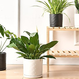 Tagobar Planter Plant Pot - 6 Inch Indoor Pots for Plant Lines Pattern Ceramic White Flower Pot with Drainage Holes & Tray (Plant Not Incolued)