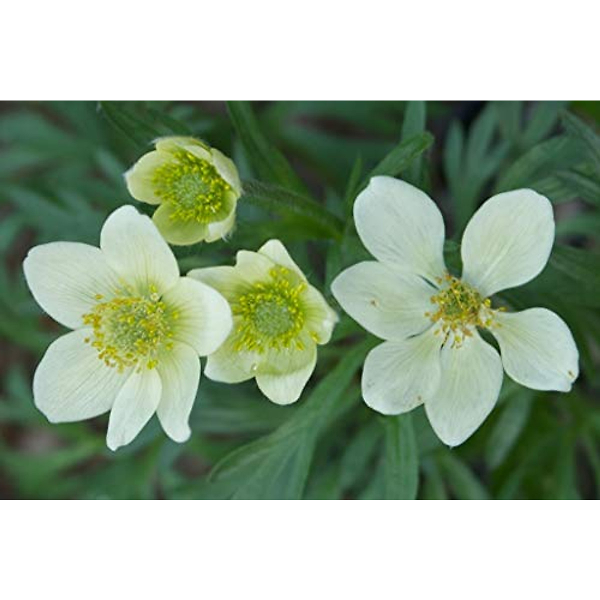 1142-Alaska Thimble Berry (Rubus parviflorus) Seeds by Robsrareandgiantseeds UPC0764425787679 Bonsai,Non-GMO,Organic,Historic Plants,Sacred, 1142 Package of 5 Seeds