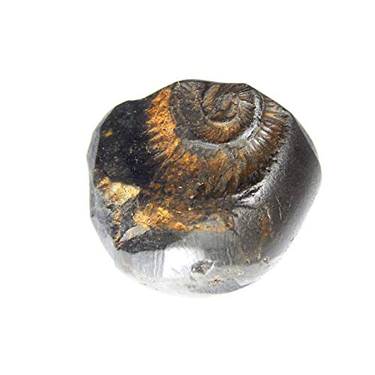 XUETZALCOATL Vrikshah Sudarshan Shaligram 1.5cm - 2.5cm from Kali Gandaki 1 pcs