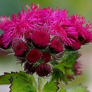 Ageratum Seeds - Red Flint - Packet - Red Flower Seeds, Heirloom Seed Attracts Bees, Attracts Butterflies, Attracts Pollinators, Fragrant, Container Garden