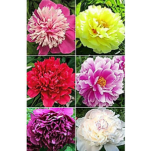 20+ Mixed Peony Flower Seeds Double Beautiful Perennial Bonsai Plant Garden