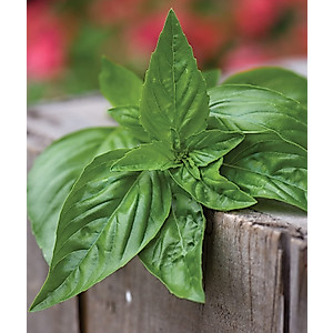 Burpee Sweet 500 Non-GMO Seeds for Planting | Grow Fresh Herb in Home Garden | Classic Basil Variety for Italian Cooking
