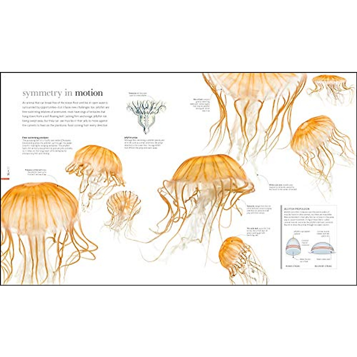 Zoology: Inside the Secret World of Animals (DK Secret World Encyclopedias)