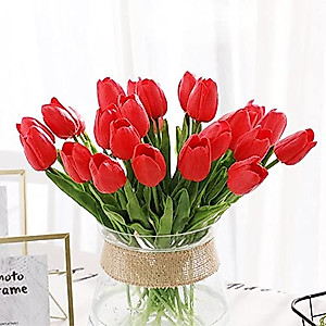 QAUZUY GARDEN Red Matador Jumbo Tulip 100 Seeds Liliaceae Perennial Showy Stunning Spring Bulbs Seeds for Garden Home Striking Flower Easy to Grow